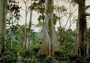 Reservas, Parques e Florestas de Angola - Welcome to Angola