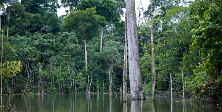 Floresta do Maiombe - A 2º maior do Mundo - Welcome To Angola